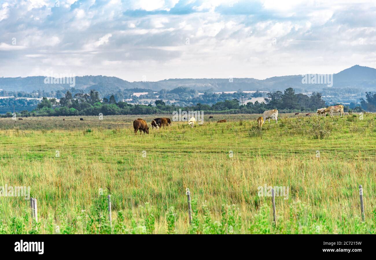 Oxen and cows on a farm in Brazil. Farm animals. Rural landscape and ...