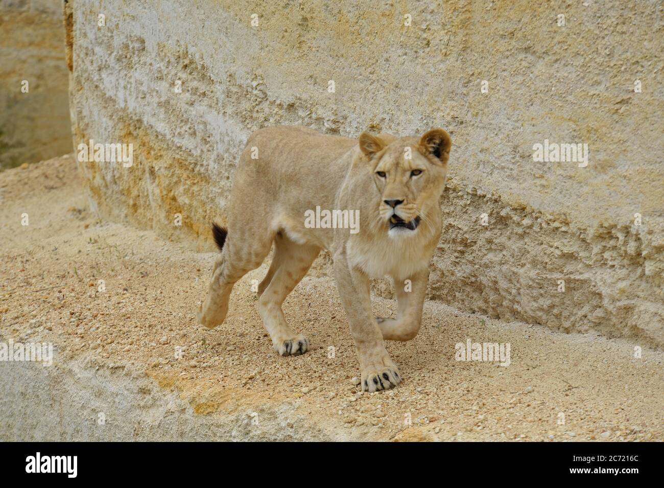 Gazing lion hi-res stock photography and images - Alamy