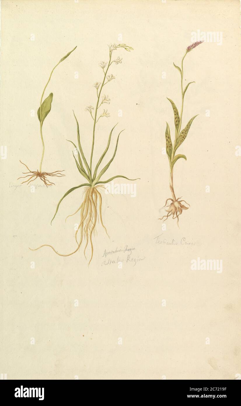 19th century botanical studies hi-res stock photography and images - Alamy