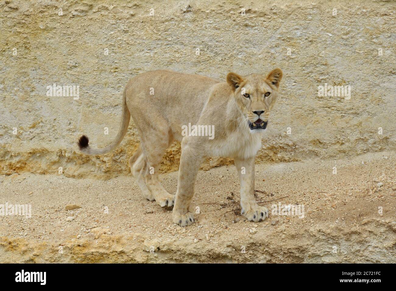 Gazing lion hi-res stock photography and images - Alamy
