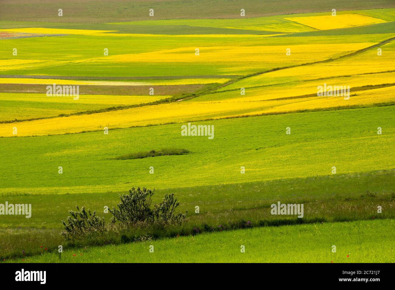 Agricultural valley with striped fields in summer Stock Photo - Alamy