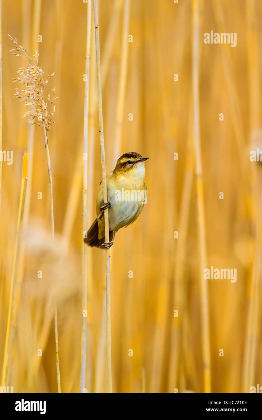 Cute bird. Yellow reeds background Stock Photo - Alamy