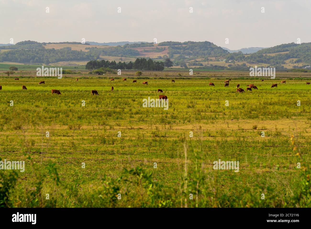 Livestock field. Beef cattle is a set of bovine breeds destined for ...