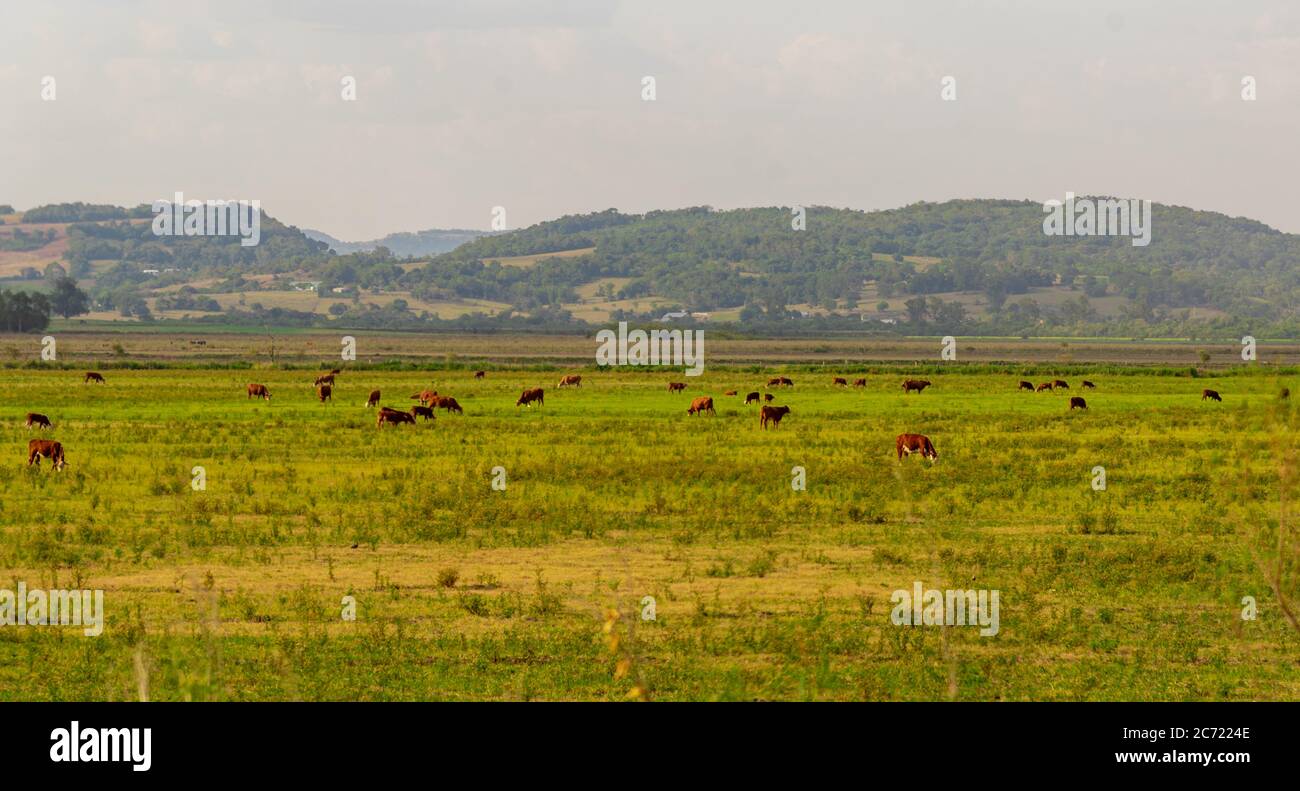 Livestock field. Beef cattle is a set of bovine breeds destined for ...