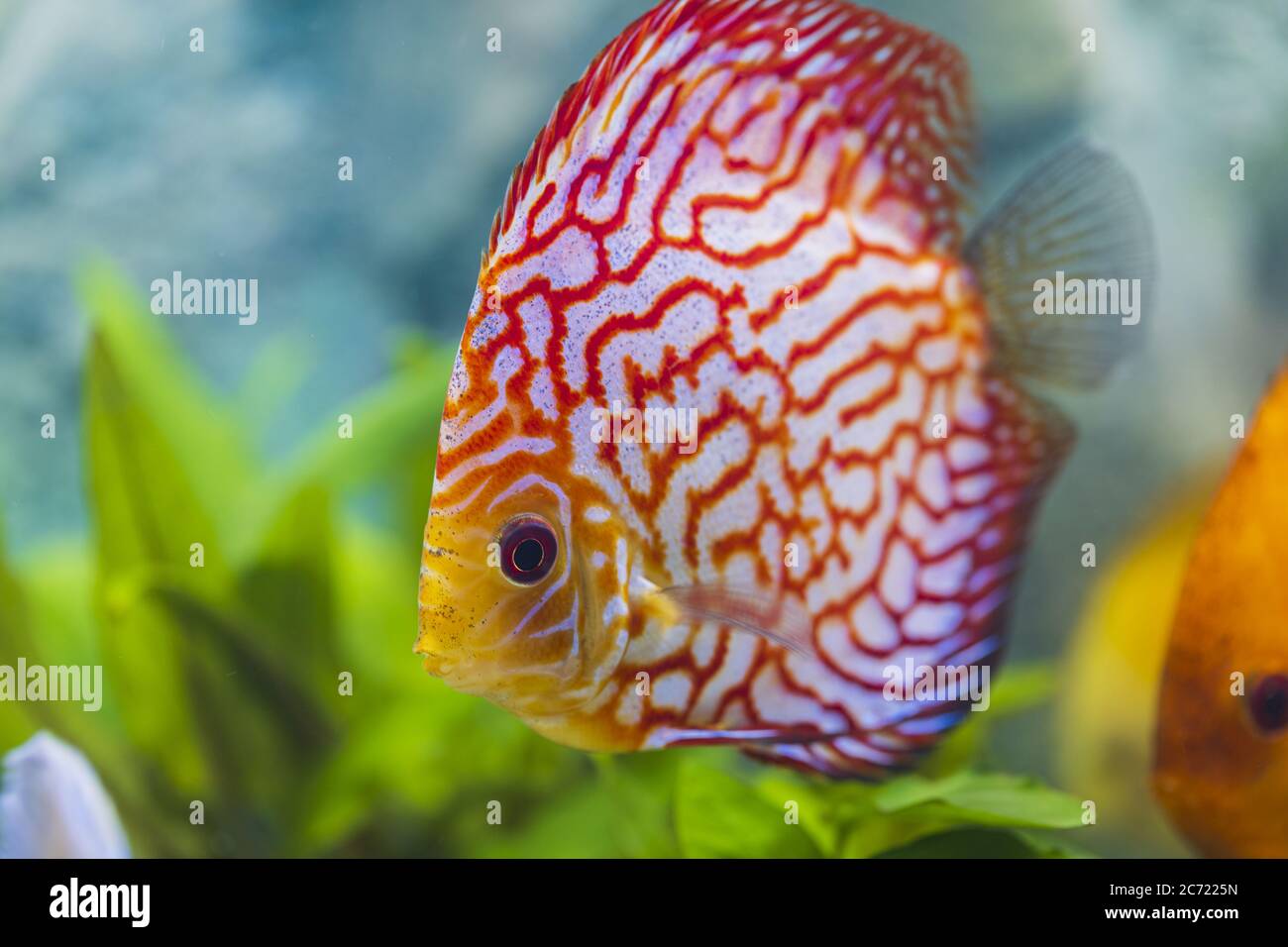 Red Map Discus Fish