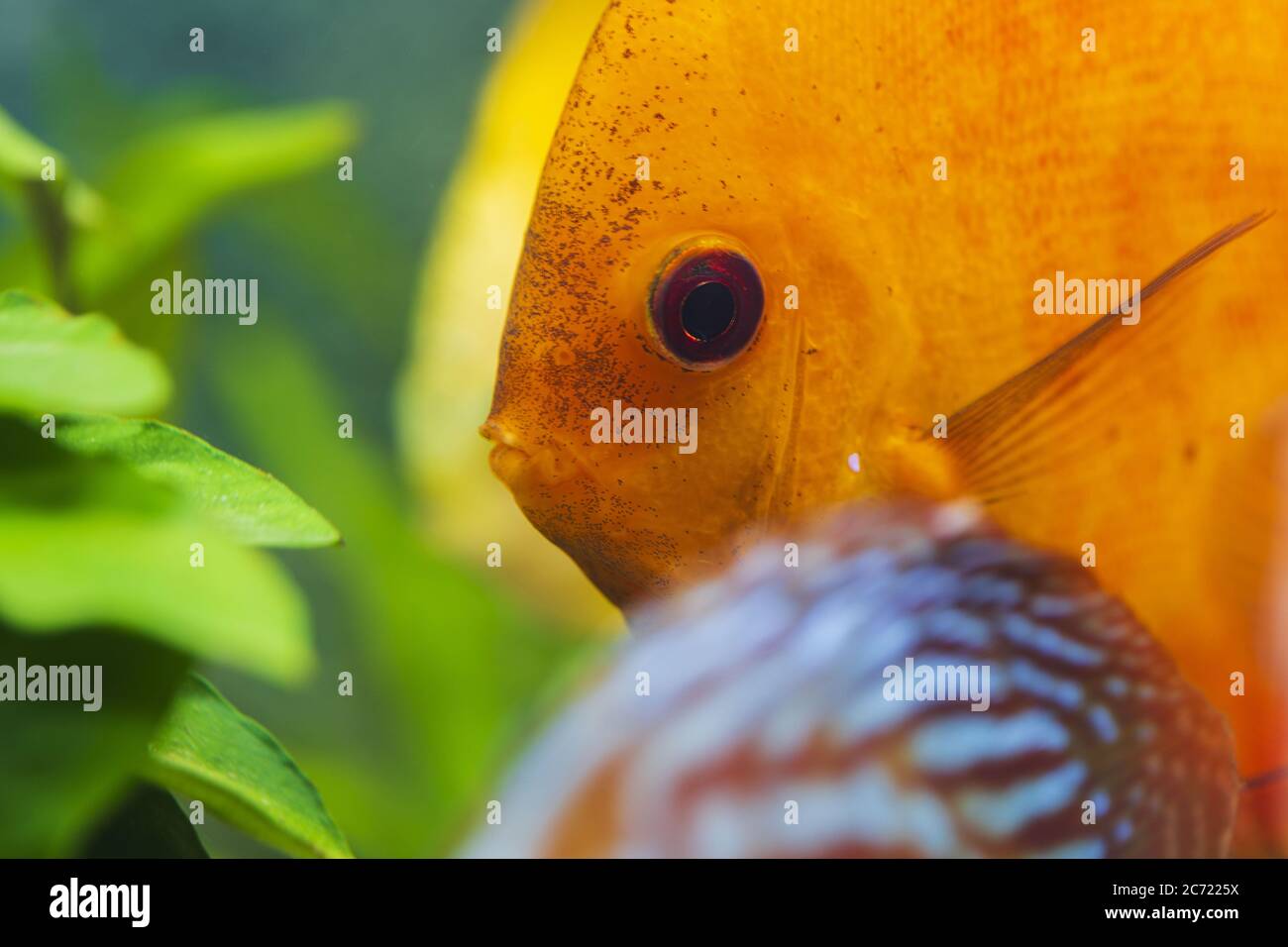 Close up view of gorgeous red melon diskus aquarium fish. Hobby concept ...