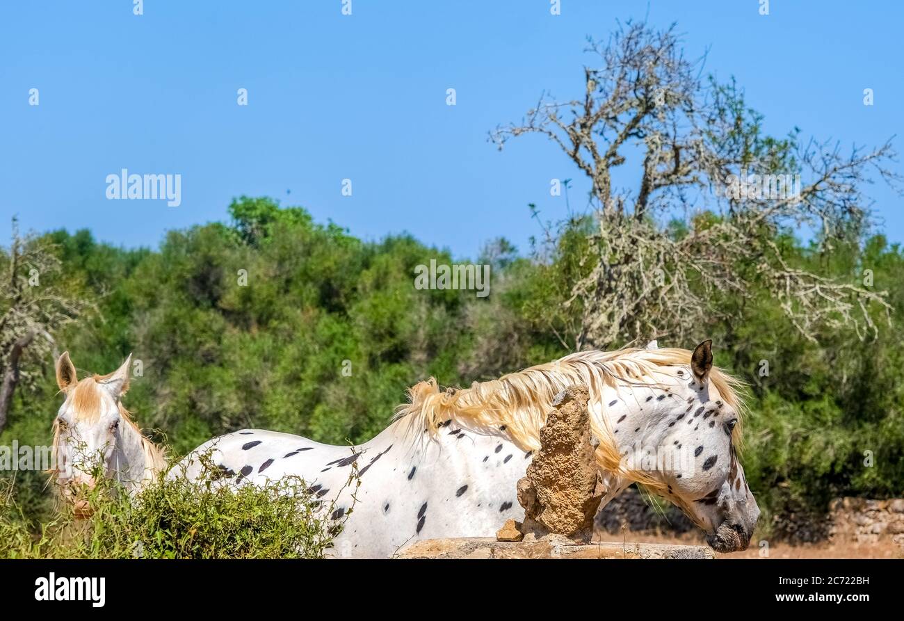 Apple grey, horse similar to Pippi Longstocking (with full name ...