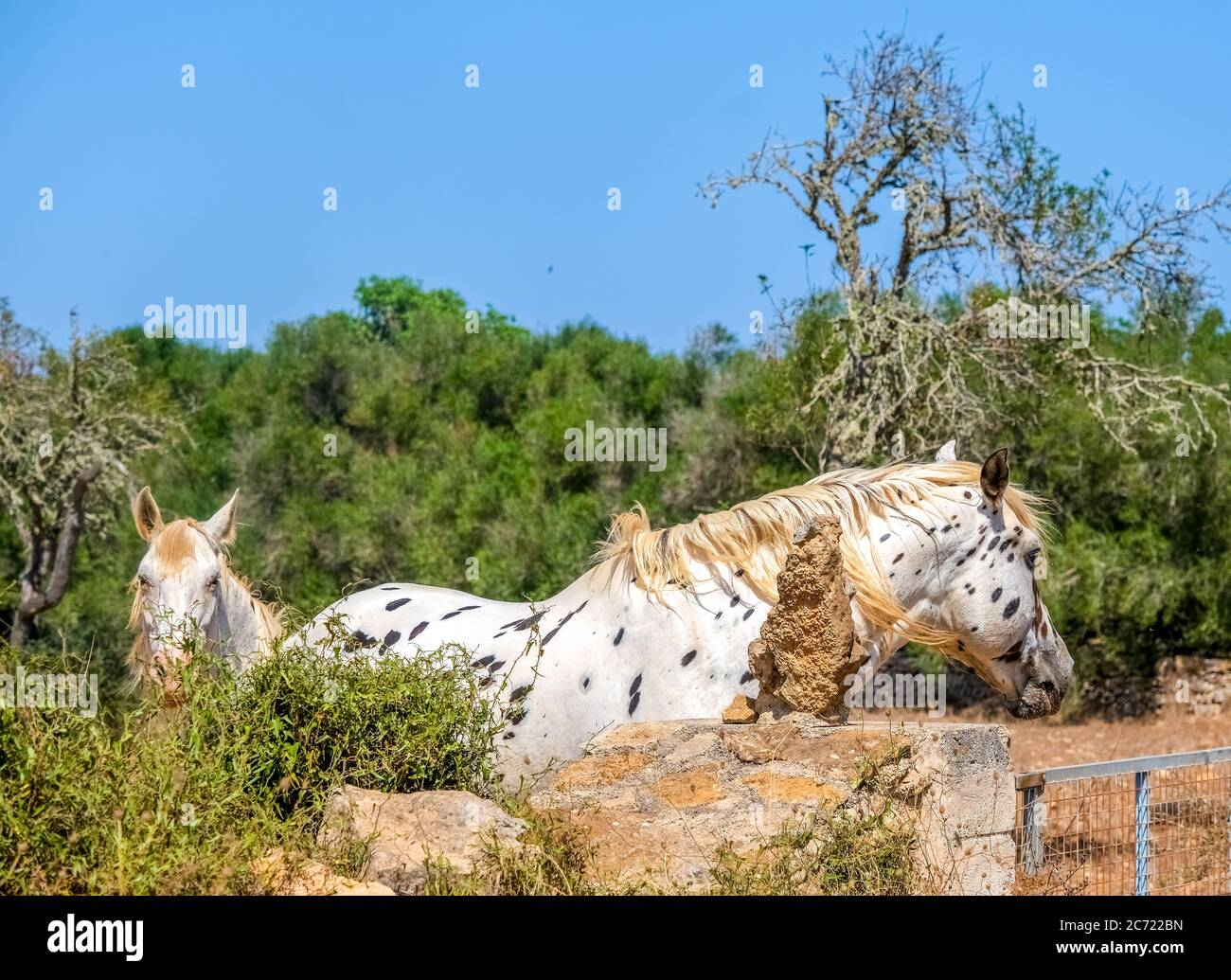 Pippi langstrumpf horse hi-res stock photography and images - Alamy