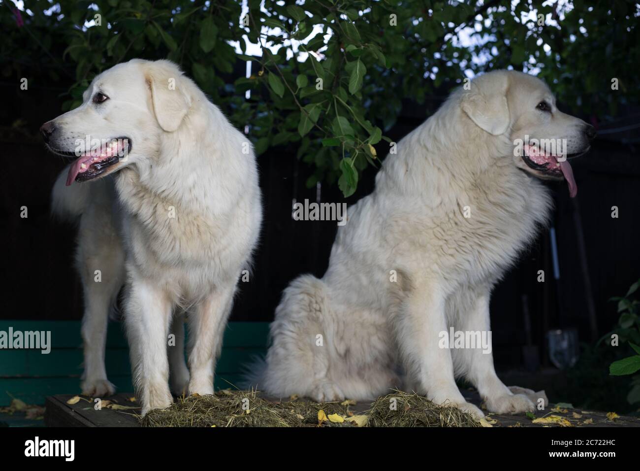 Tatra Shepherd Dog High Resolution Stock Photography and Images - Alamy