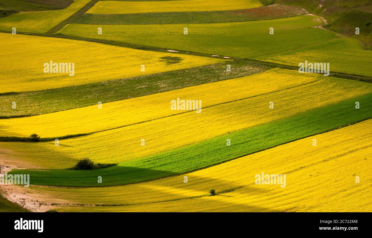 Agricultural valley with striped fields in summer Stock Photo - Alamy