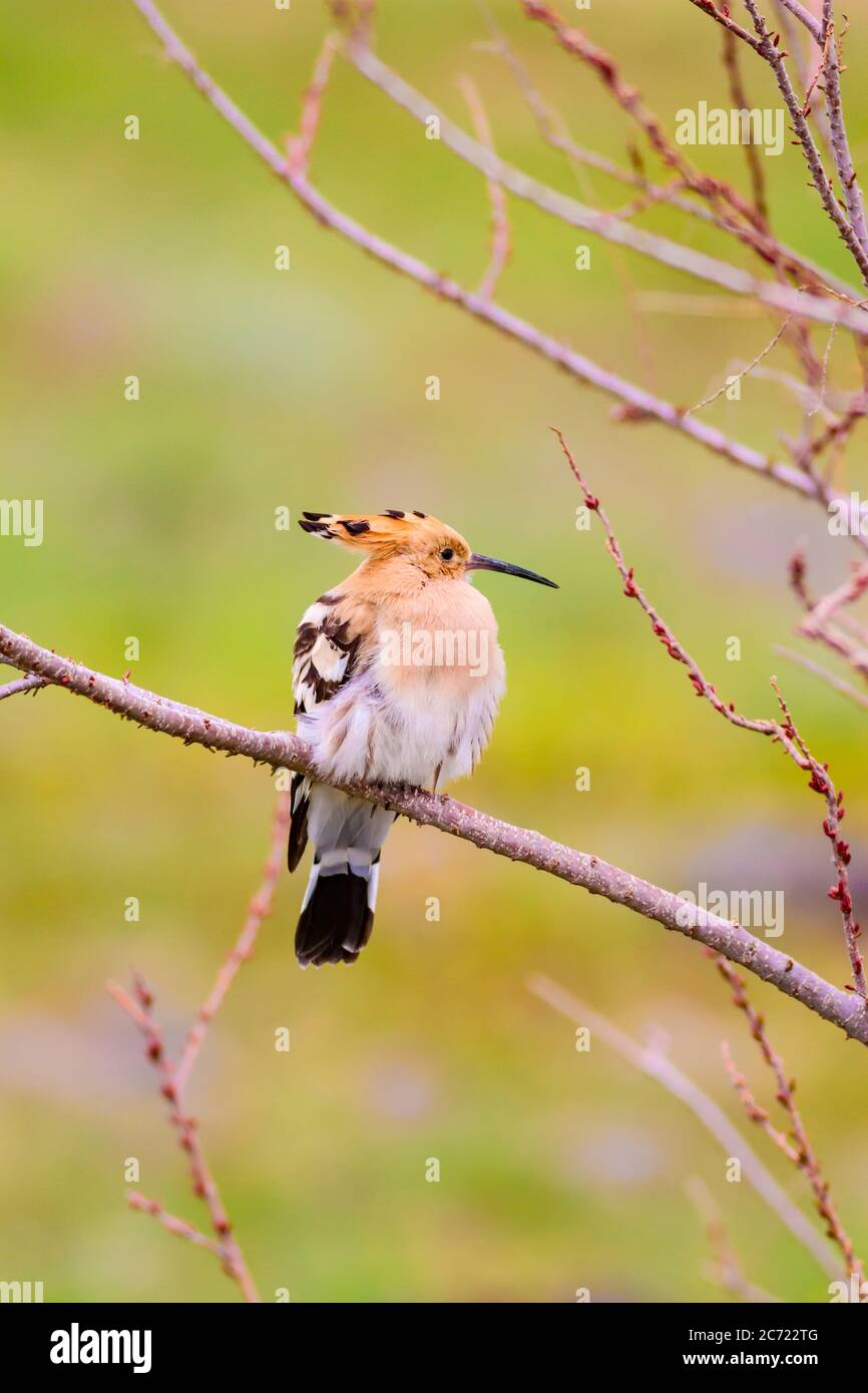 Cute bird Hoopoe. Green nature background. Bird: Eurasian Hoopoe. Upupa ...