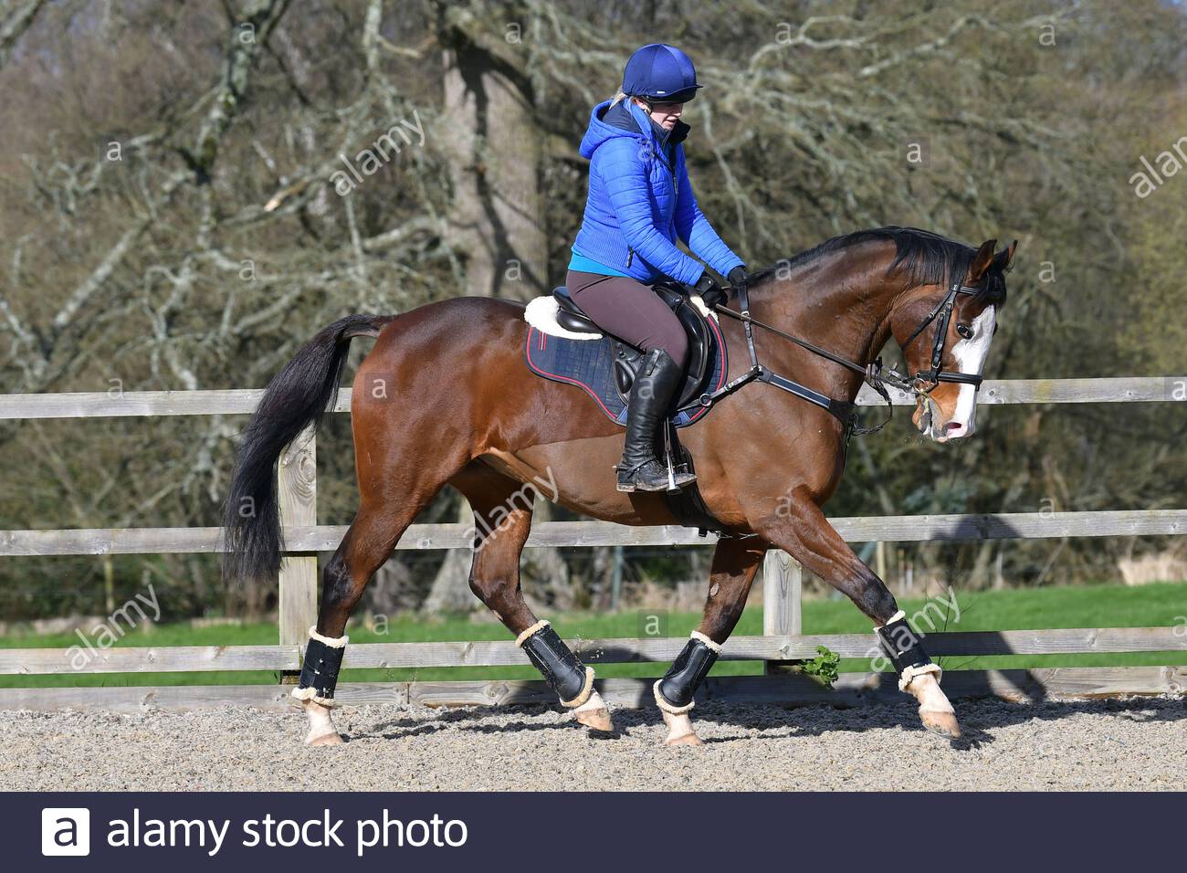 Horse Riding Arena High Resolution Stock Photography and Images - Alamy