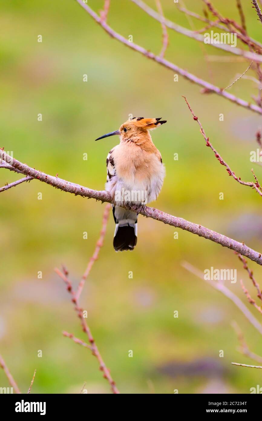 Cute bird Hoopoe. Green nature background. Bird: Eurasian Hoopoe. Upupa ...