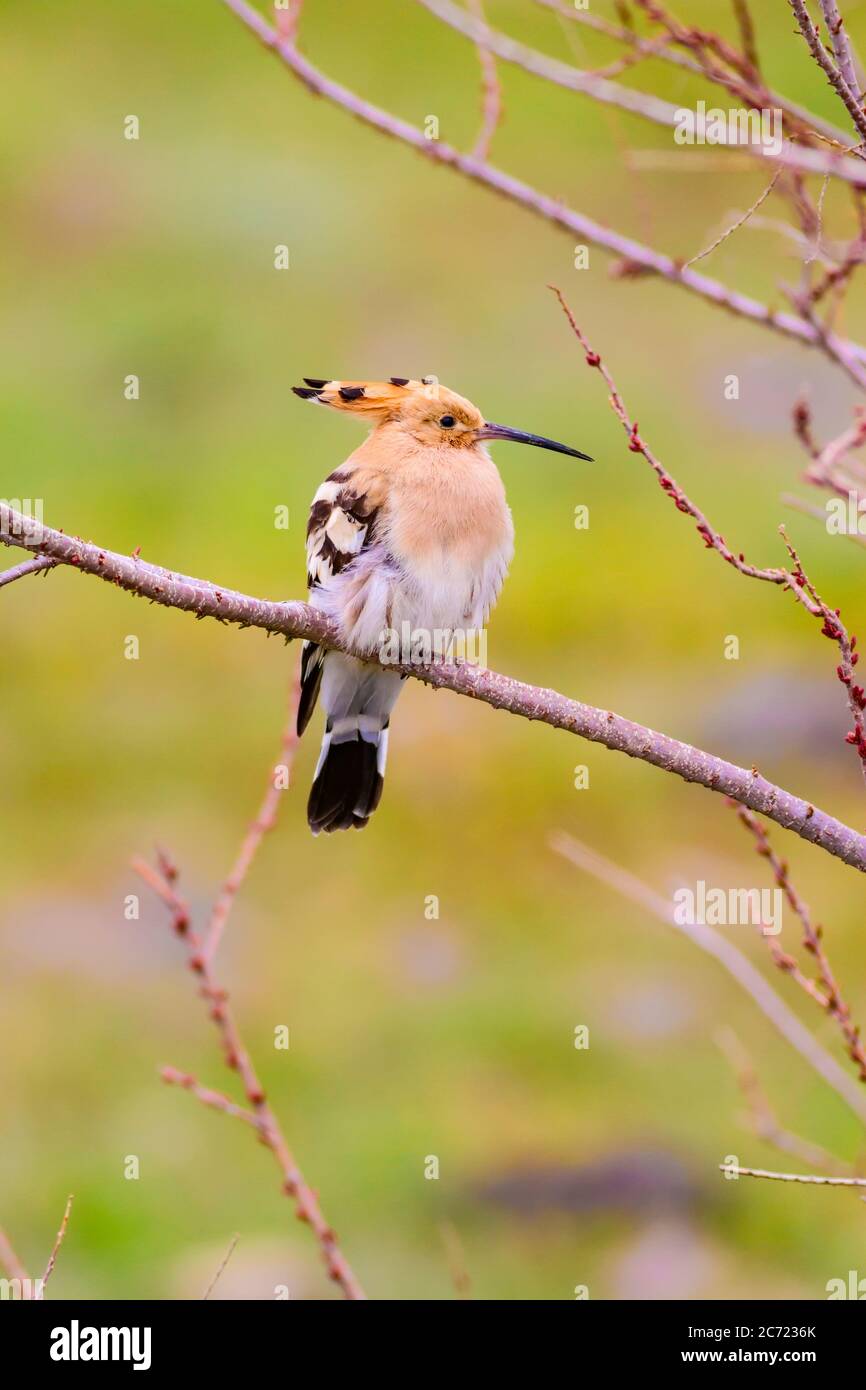 Cute bird Hoopoe. Green nature background. Bird: Eurasian Hoopoe. Upupa ...