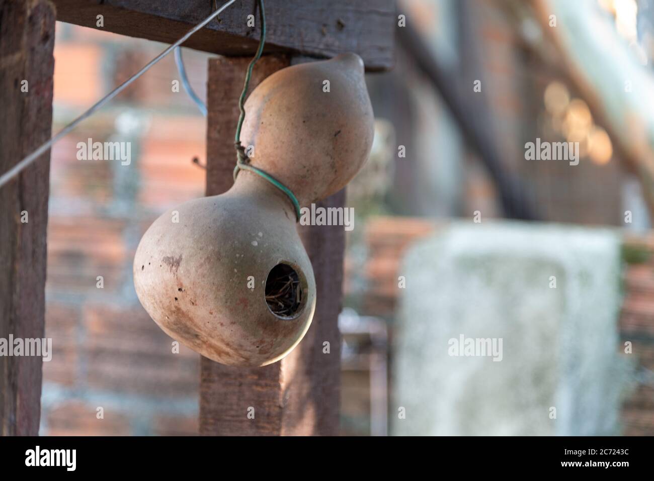 Inedible fruit, characterized by its large size, formed by a thick peel ...