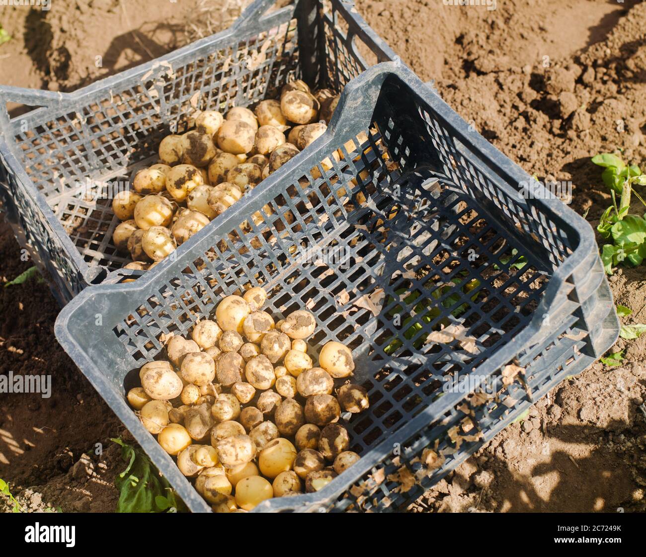 Potato boxes hi-res stock photography and images - Alamy