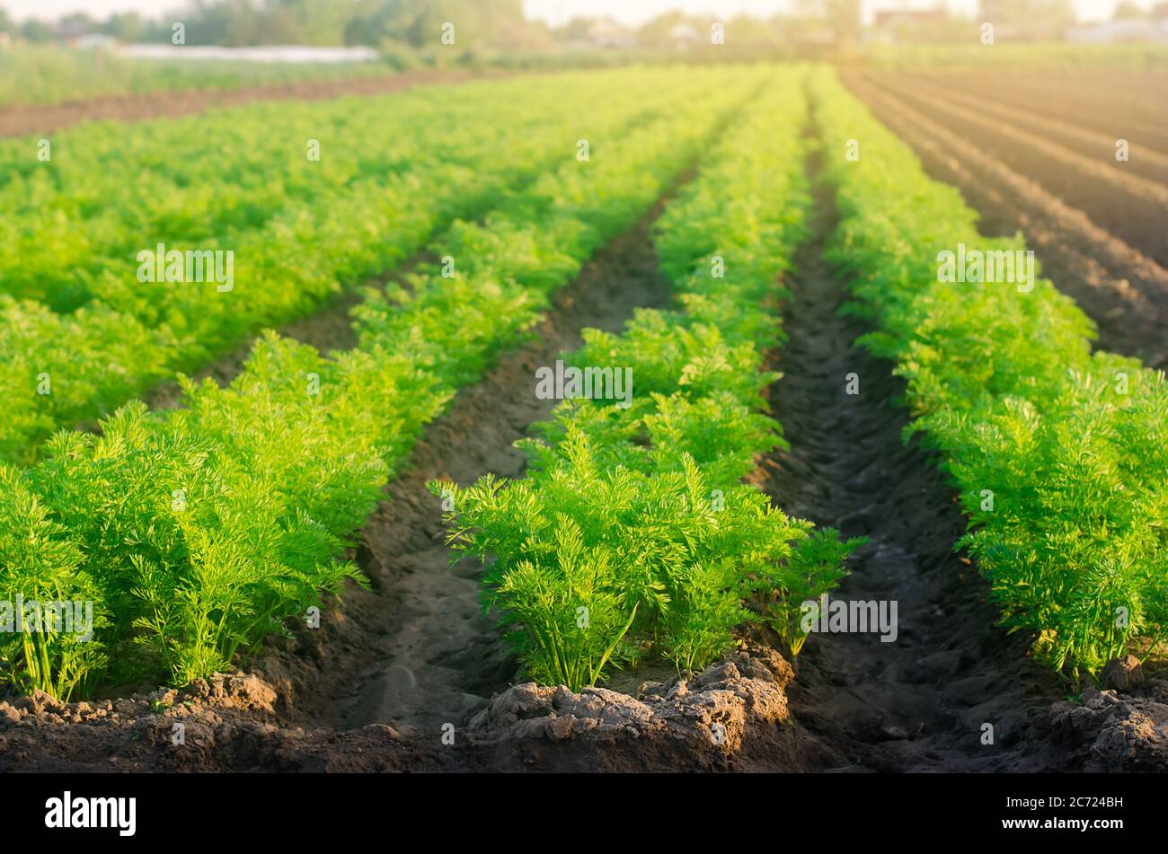 Carrot Crops