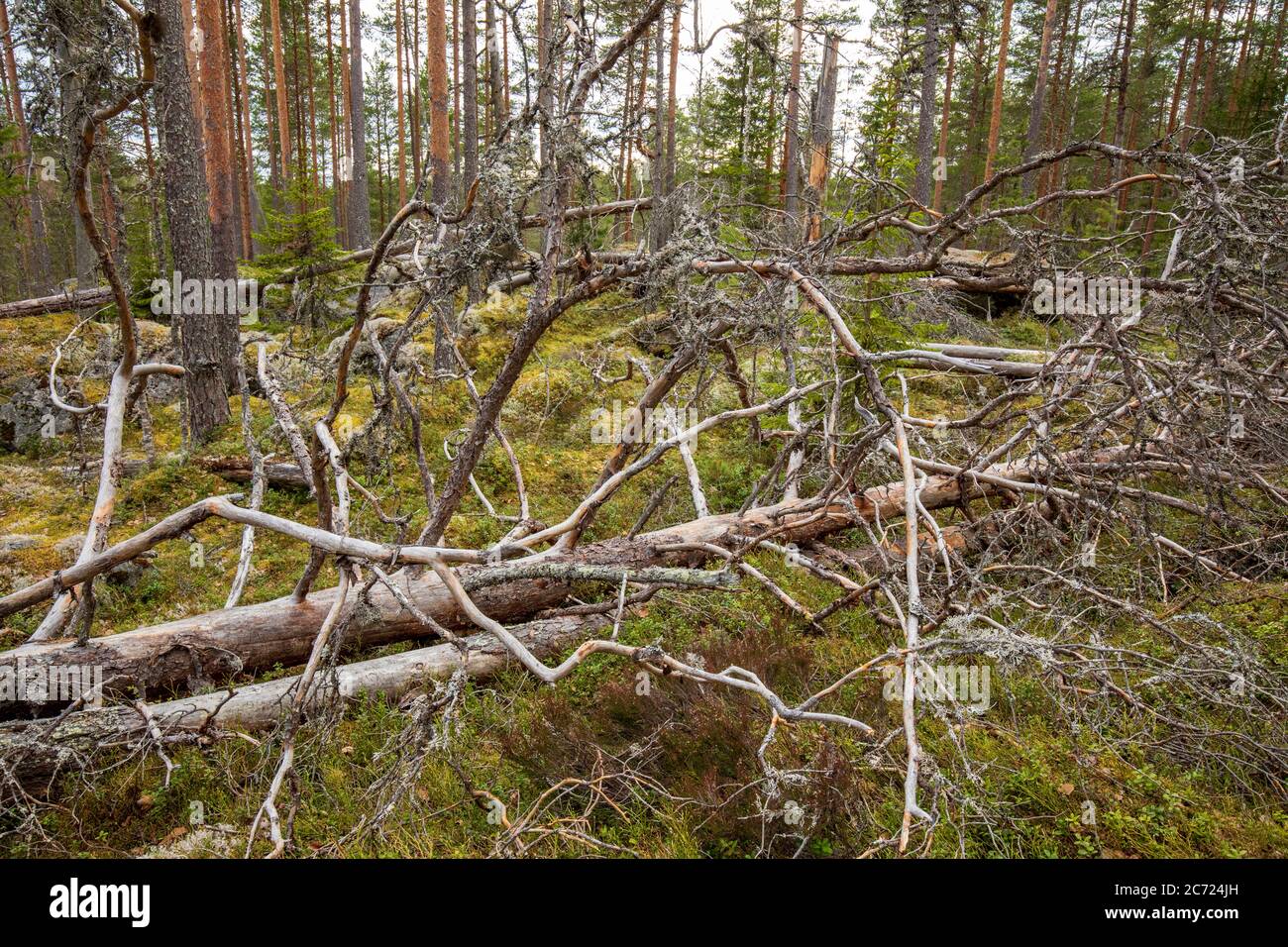 Old deadwood as fallen pine trees ( Pinus Sylvestris ) at pine forest ...