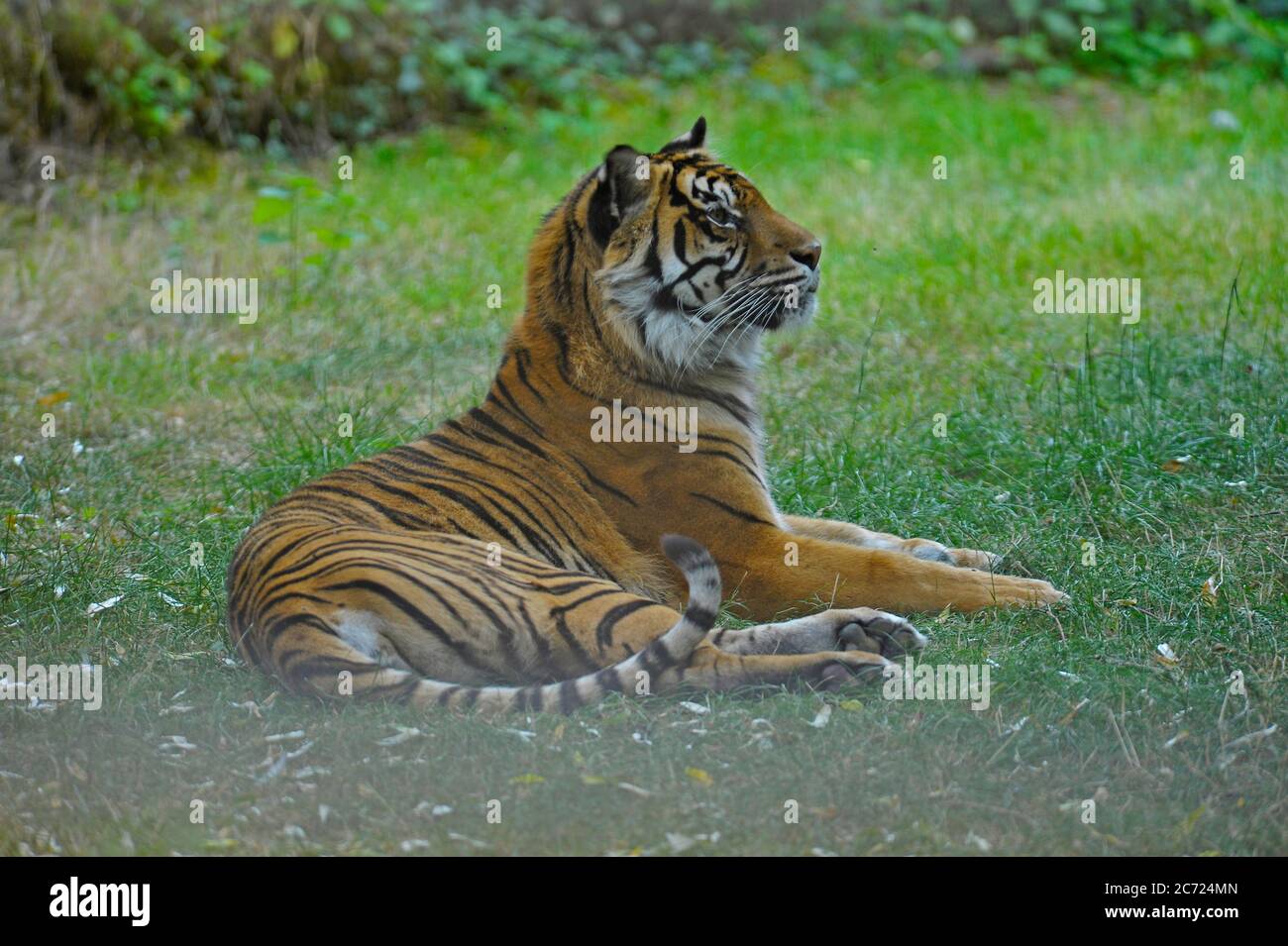 Tiger camouflage grass hi-res stock photography and images - Alamy