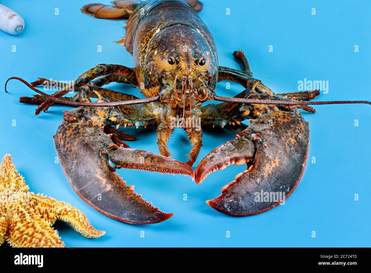 Starfish eating a fish hi-res stock photography and images - Alamy