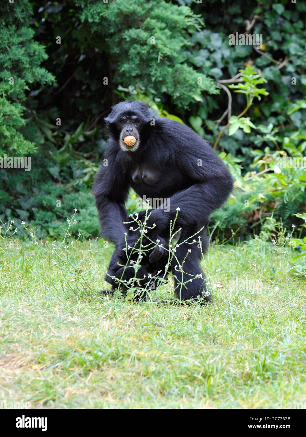 Spider monkeys hi-res stock photography and images - Alamy
