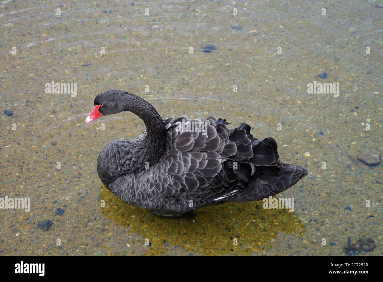 New Zealand swan Stock Photo - Alamy
