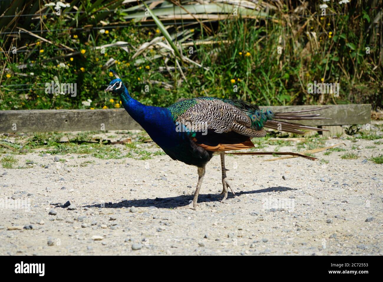 peacock on farm Stock Photo - Alamy