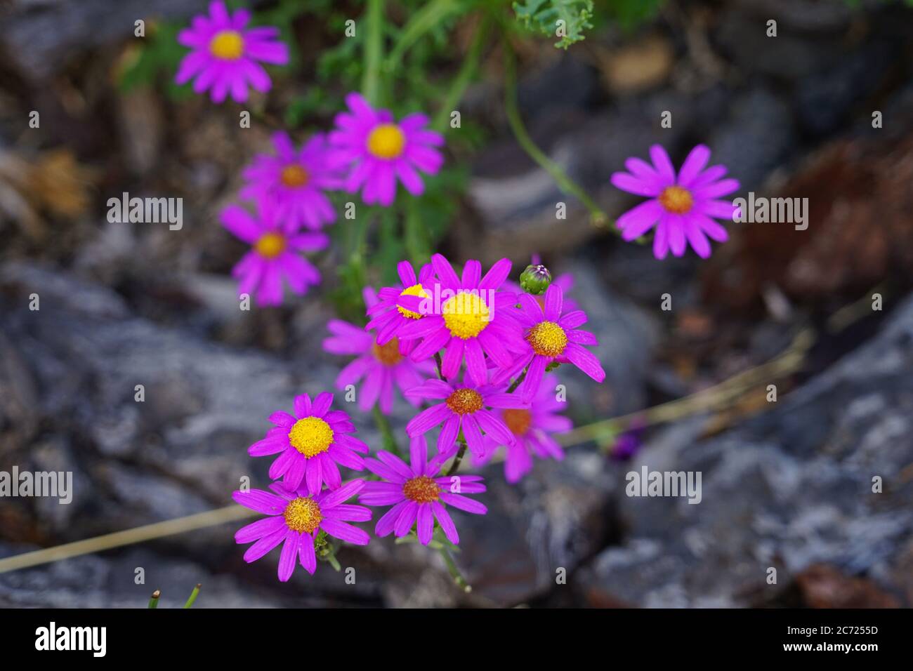 Purple ragwort hi-res stock photography and images - Alamy
