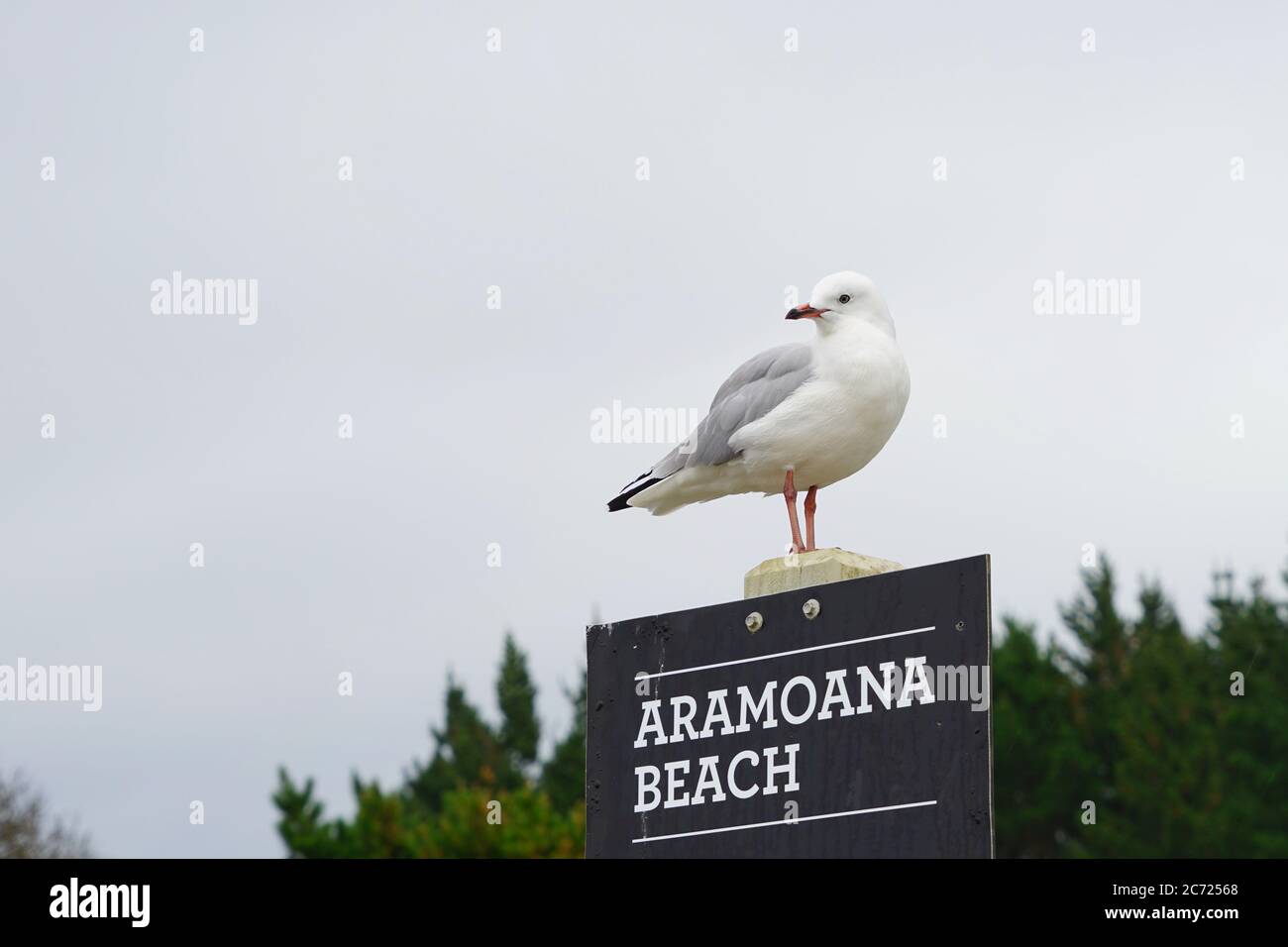 Seagull on road sign Aramoana Beach - copyspace Stock Photo - Alamy