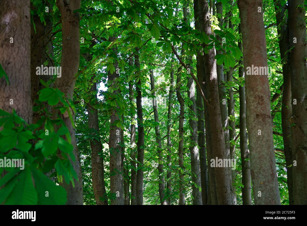 group of young chestnut trees Stock Photo - Alamy
