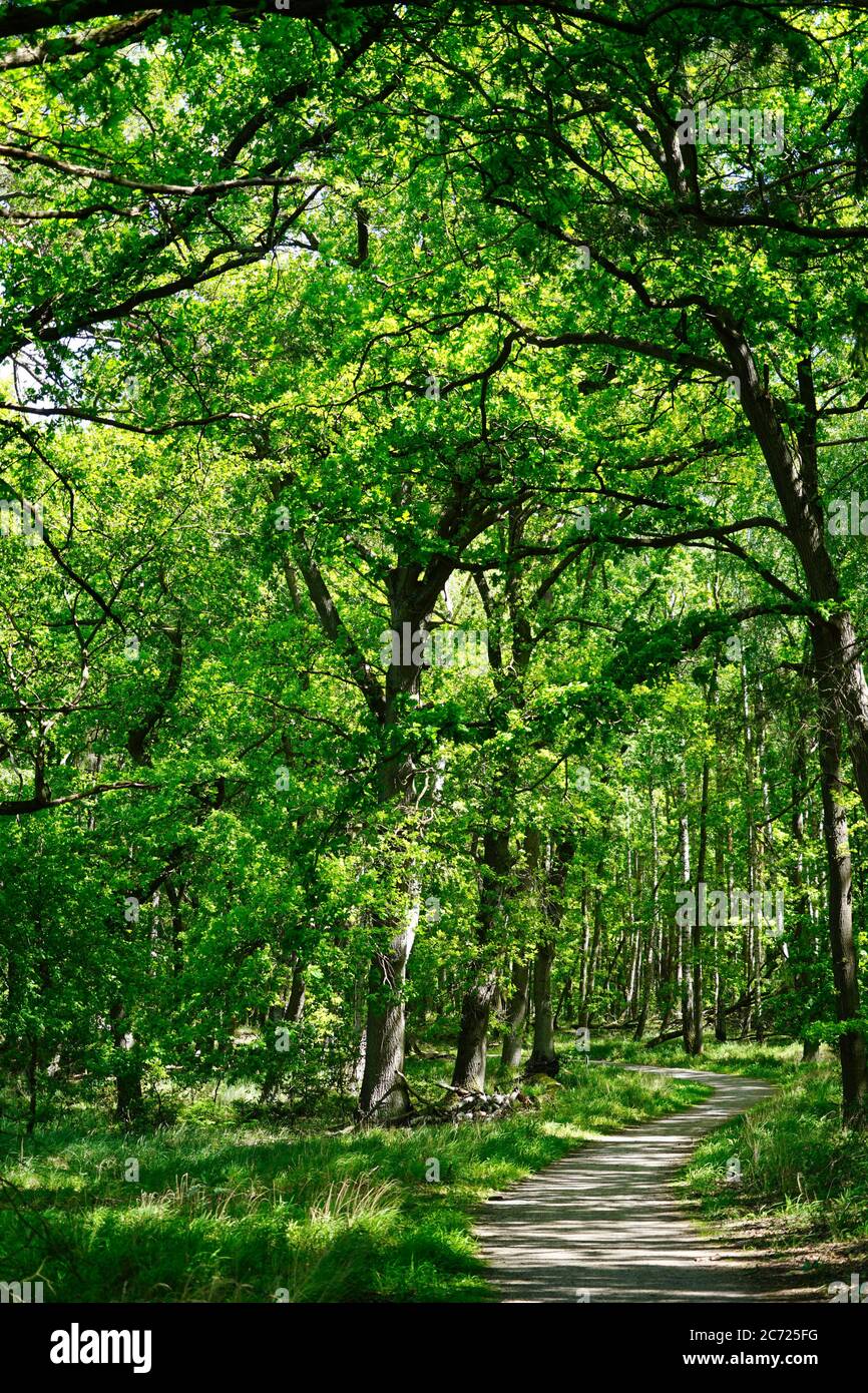 walk through magical forest Stock Photo - Alamy