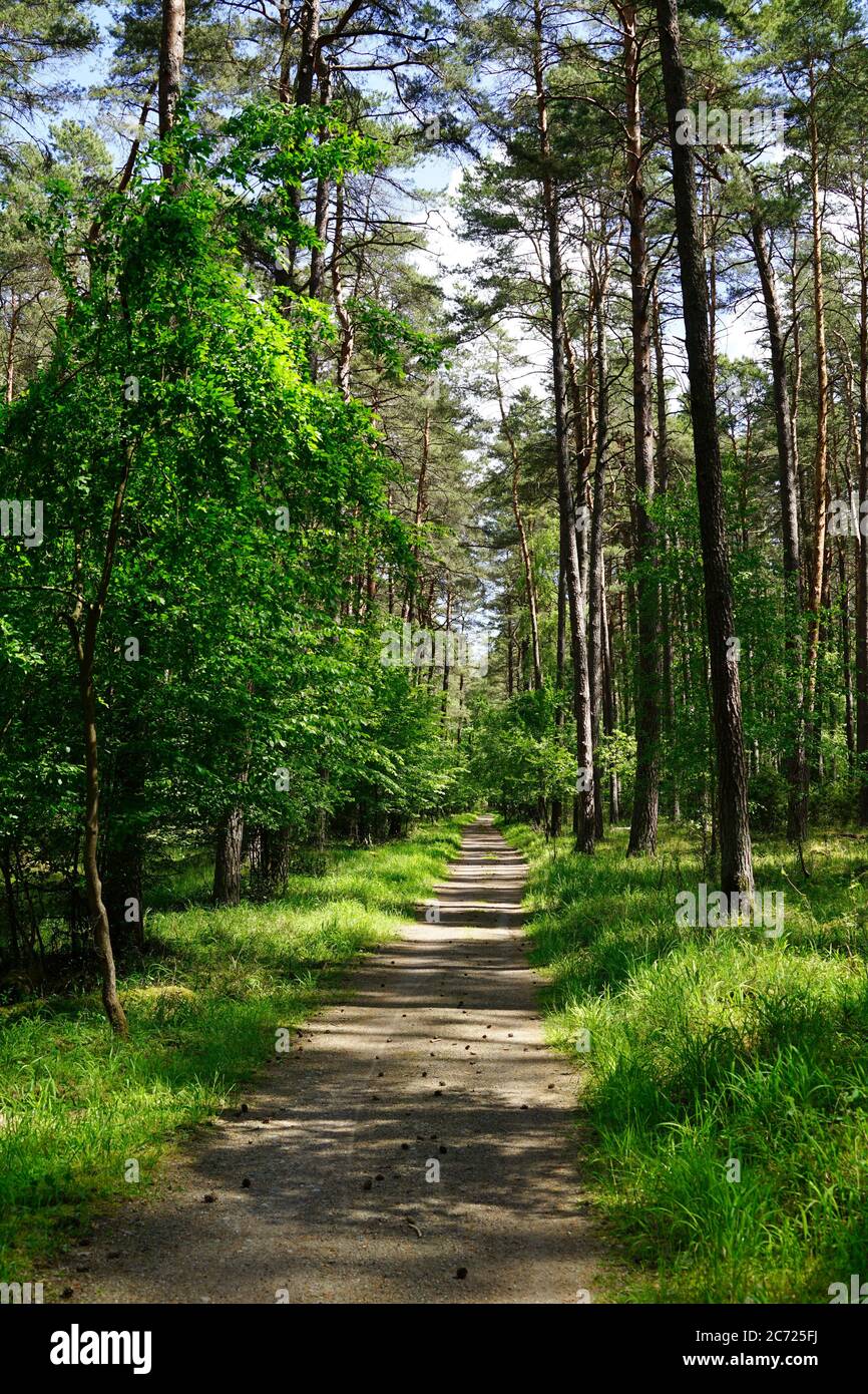 Tree woods forest hi-res stock photography and images - Alamy