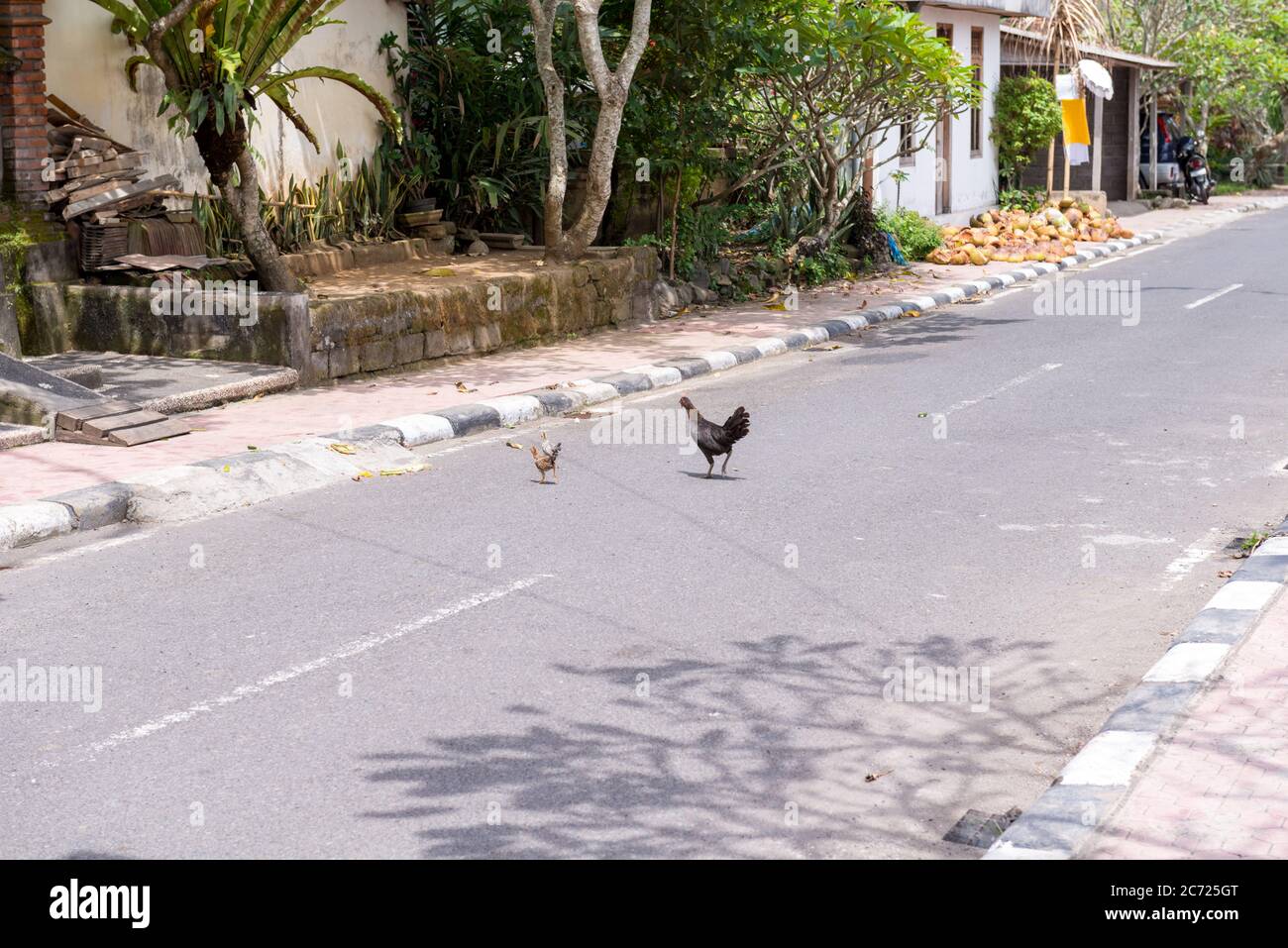 Chickens on the street Stock Photo - Alamy