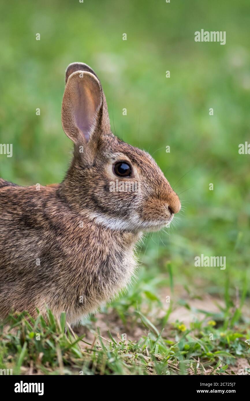 Eastern Cottontail Rabbit (Sylvilagus floridanus) resting side profile ...