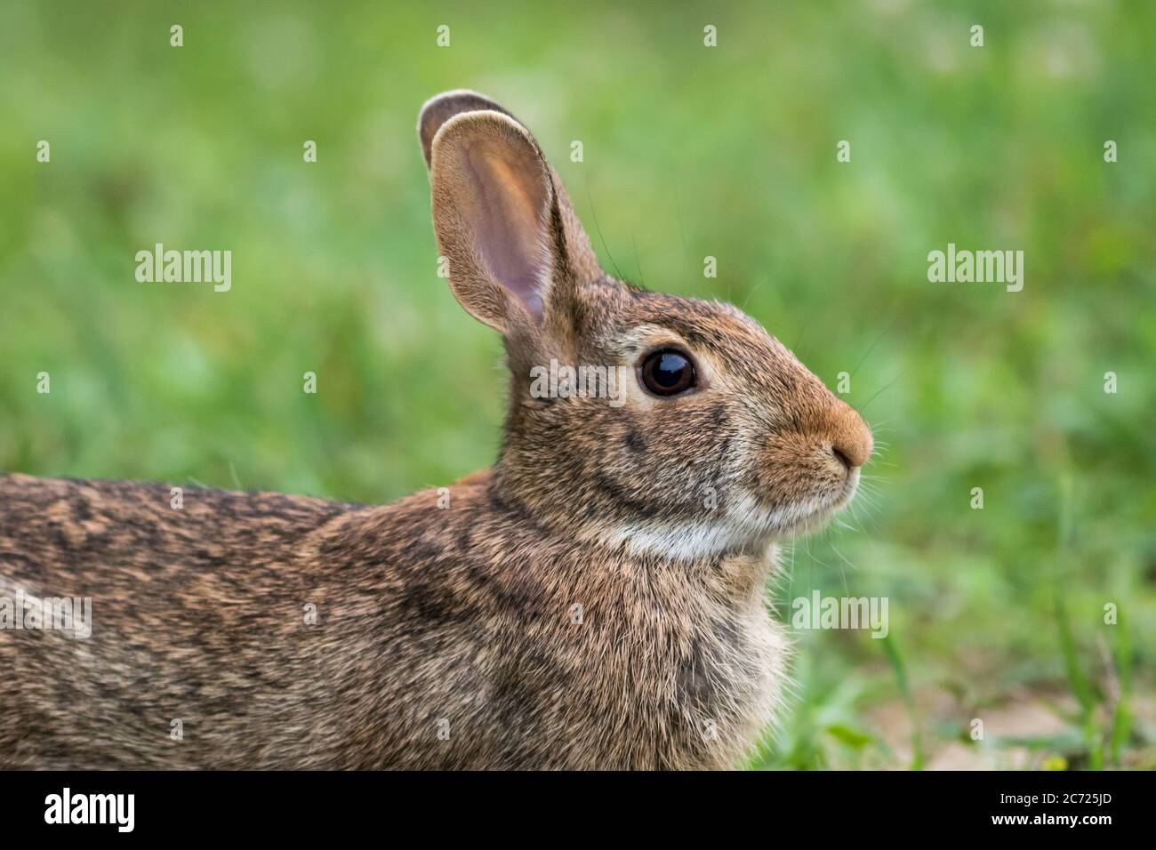 Rabbit Face Profile