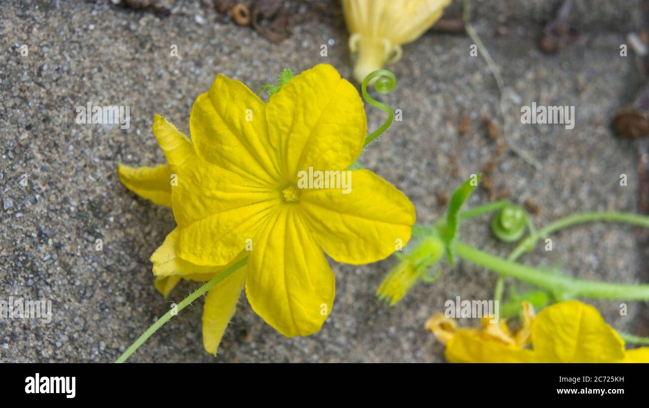 Cucumber (cucumis sativus) flower in a container garden Stock Photo - Alamy