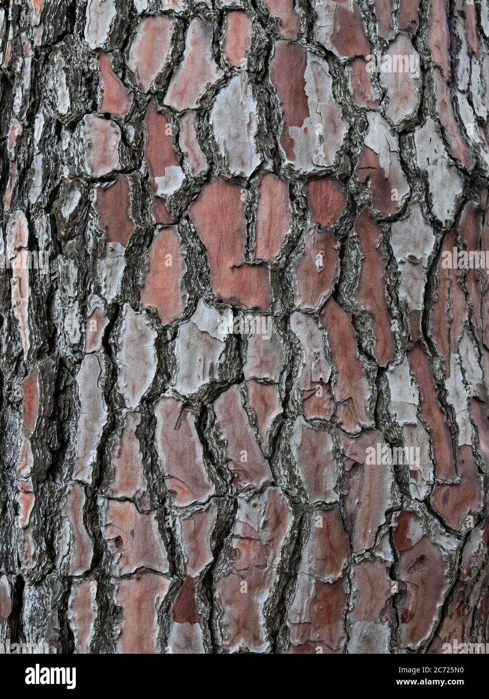 large tree bark, background texture, close up Stock Photo - Alamy