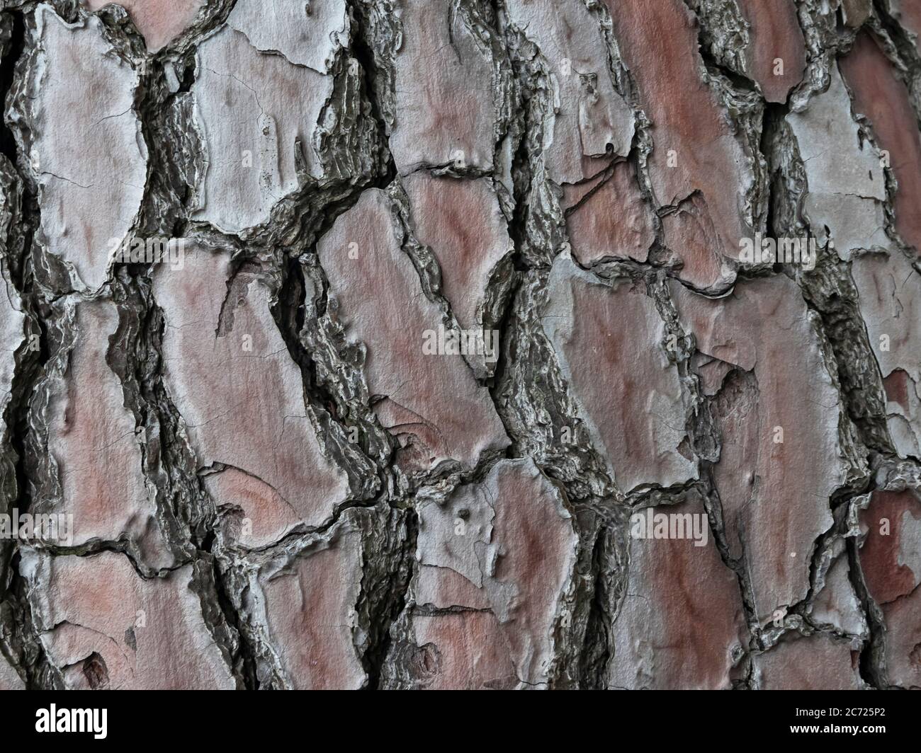 large tree bark, background texture, close up Stock Photo - Alamy