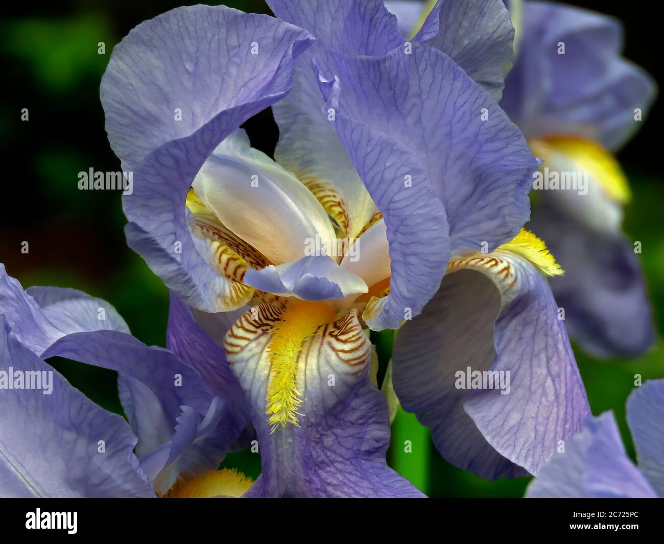 Bearded Iris - Iris Germanica Stock Photo - Alamy