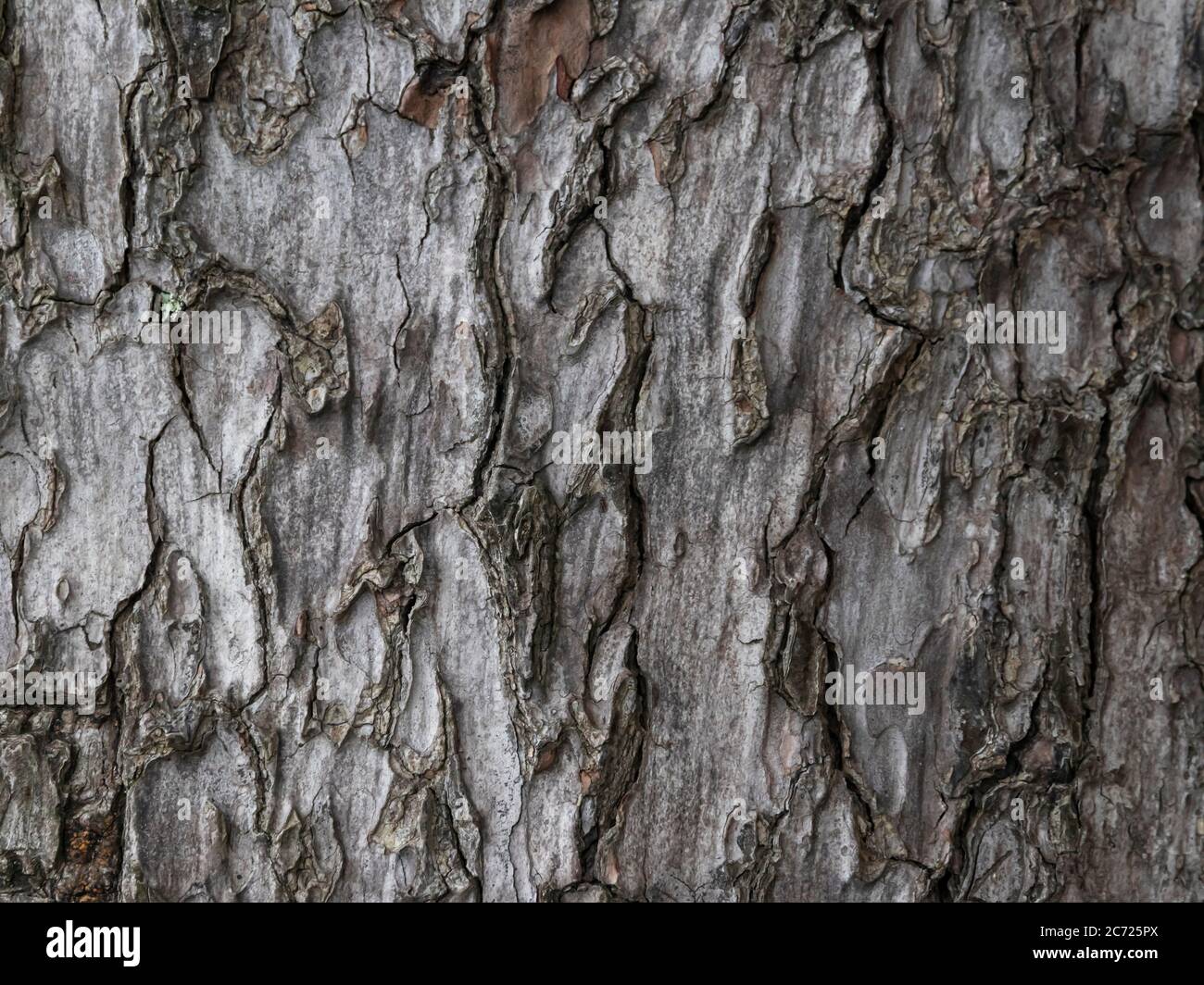 large tree bark, background texture, close up Stock Photo - Alamy