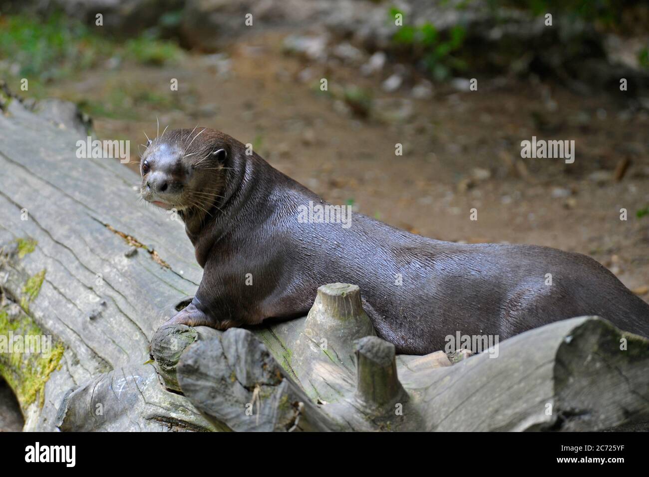 Giant river otter Stock Photo - Alamy