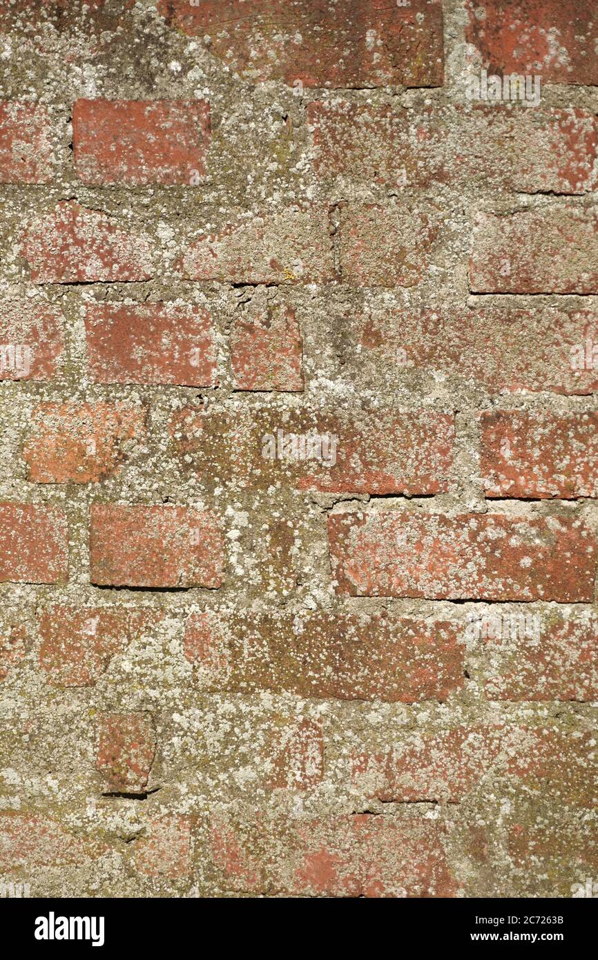 structured background - weather beaten old brick wall with moss ...