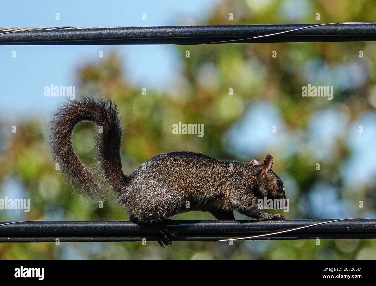 Balancine hi-res stock photography and images - Alamy