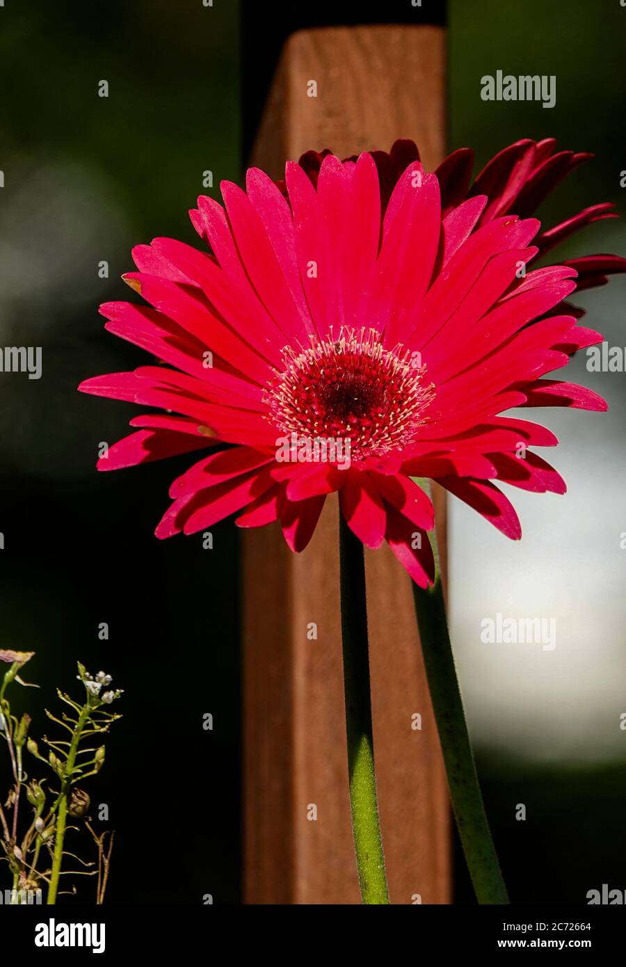 Full bloom gerbera hi-res stock photography and images - Alamy