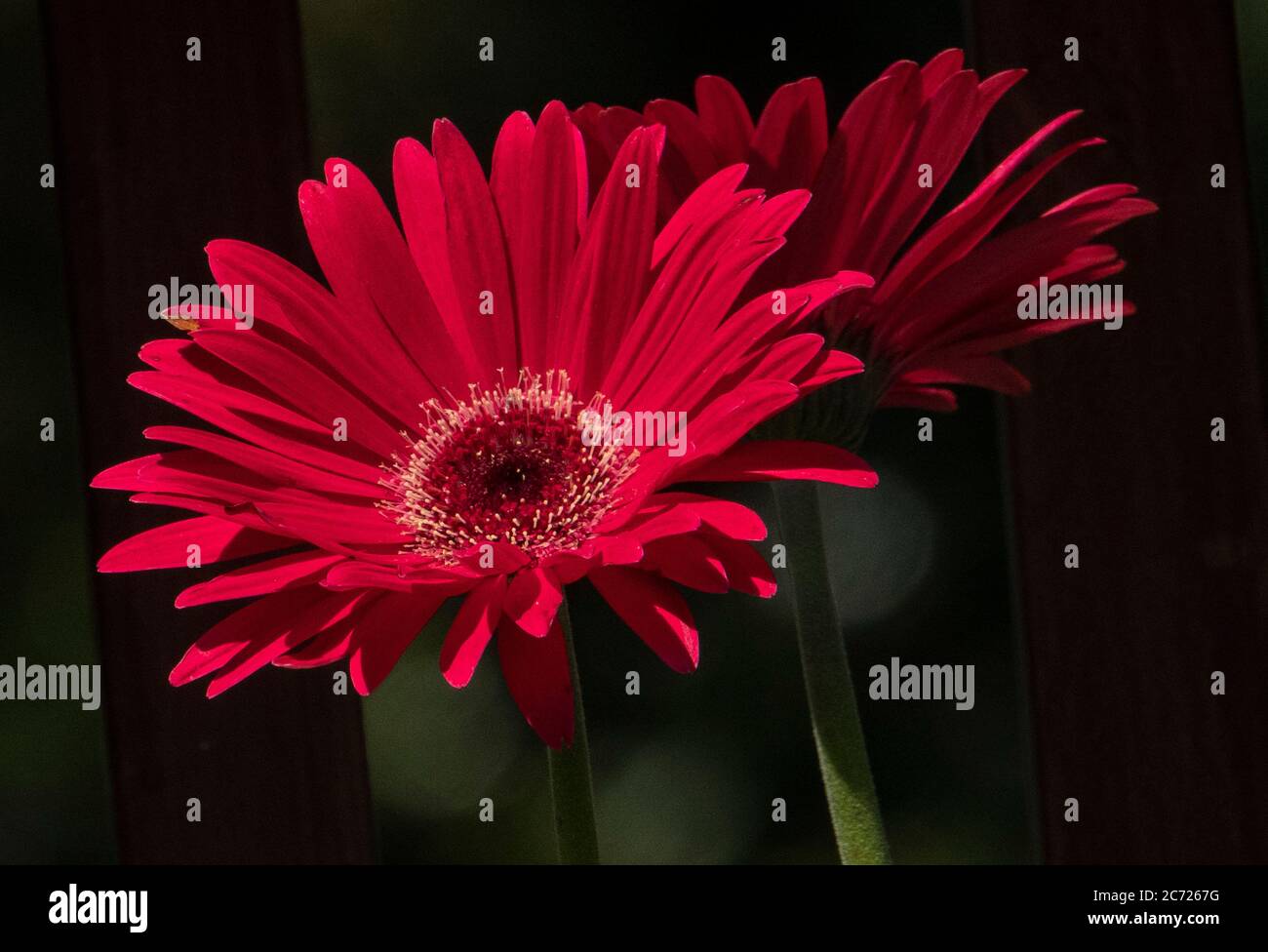 Full bloom gerbera hi-res stock photography and images - Alamy