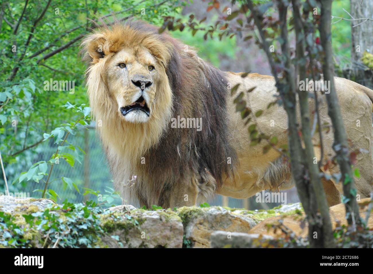 Watching lion king hi-res stock photography and images - Alamy