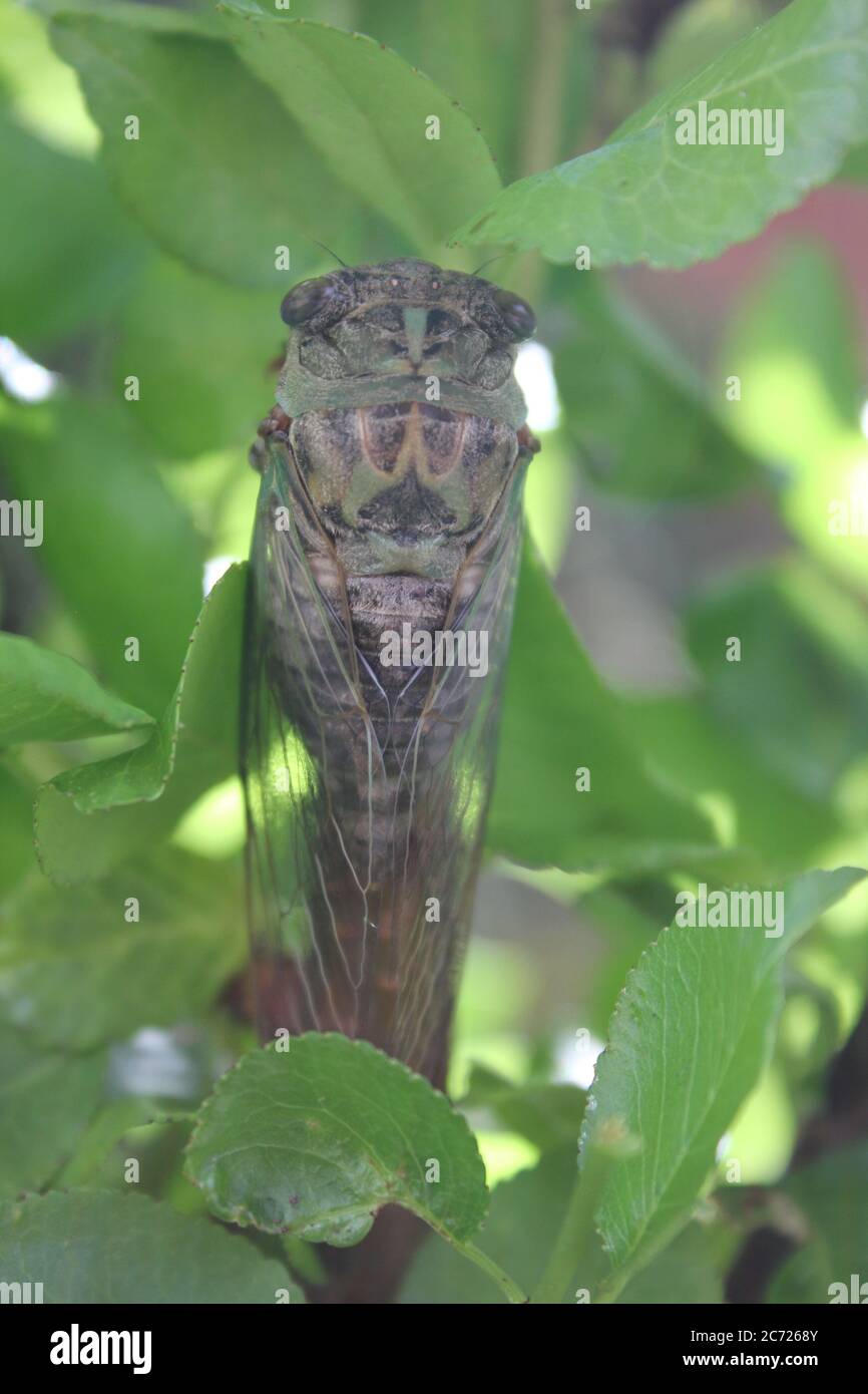 Black prince cicada hi-res stock photography and images - Alamy