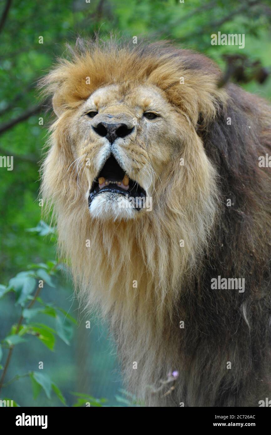 Lion jungle hi-res stock photography and images - Alamy