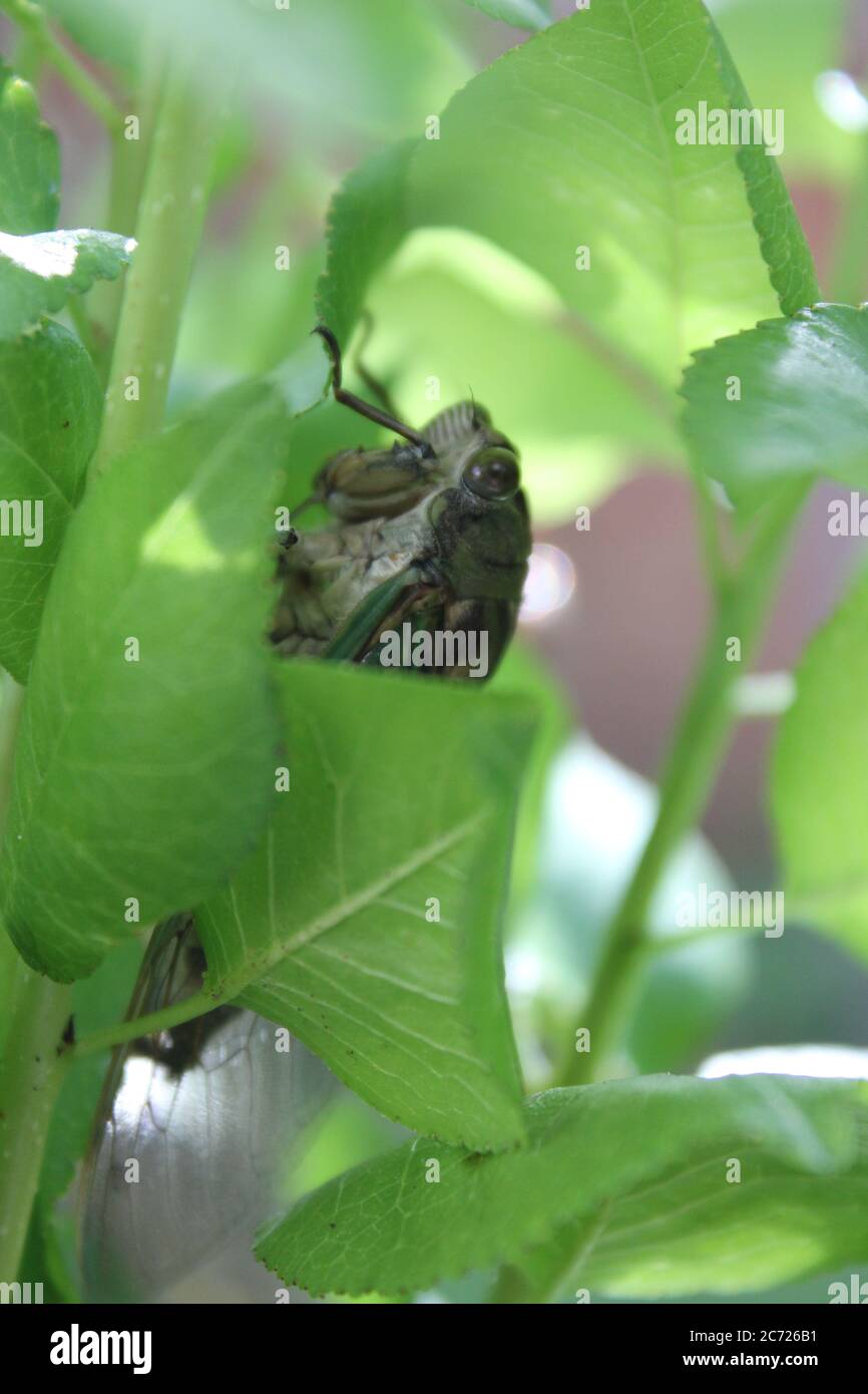 Summer cicada in the backyard garden Stock Photo - Alamy