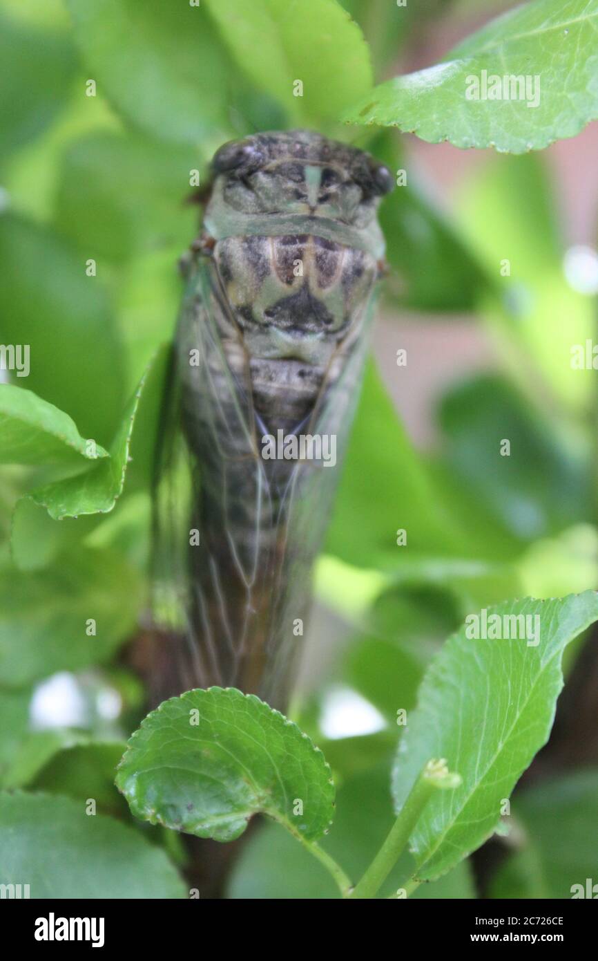 Black prince cicada hi-res stock photography and images - Alamy